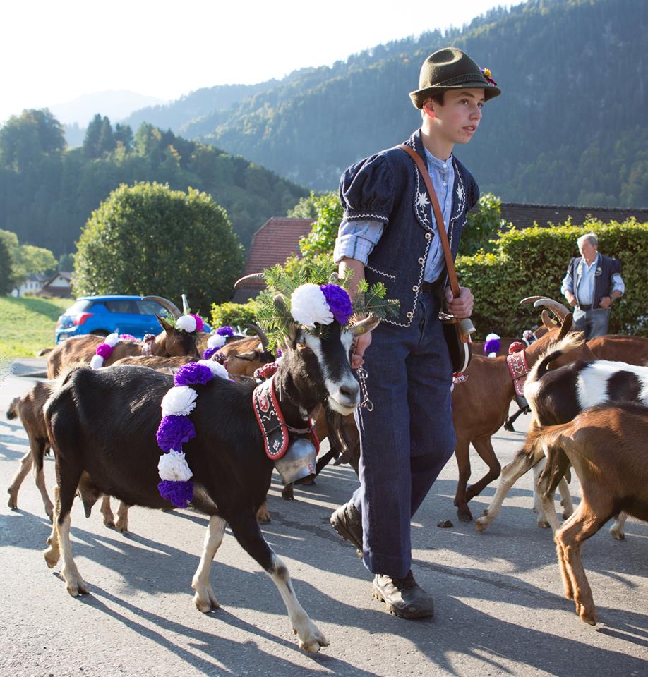 When the Cows are Coming Home — Traditional Alpine Descents - Basel Life
