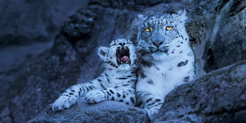 Zoo Night - Basel Life