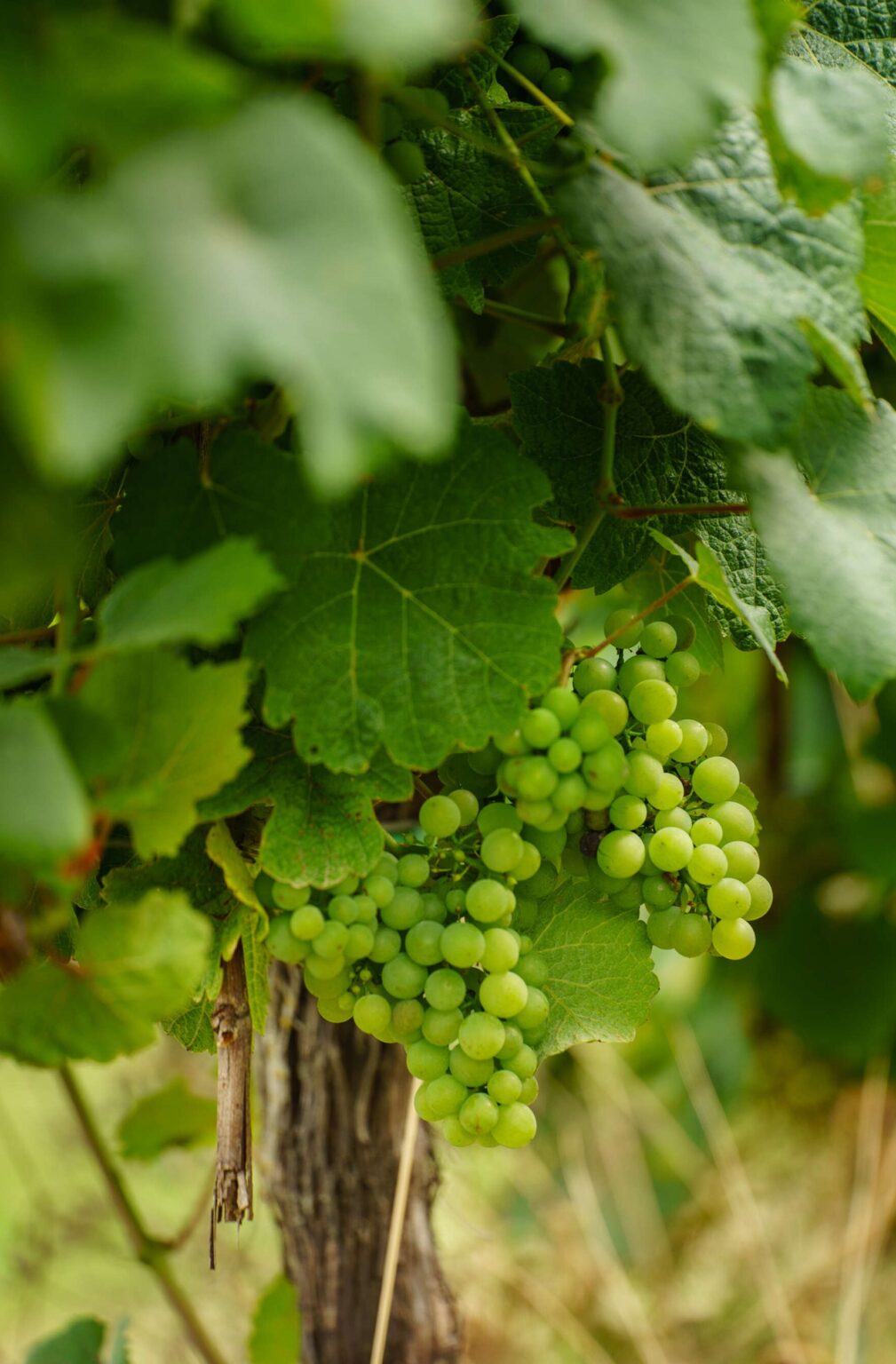 The Wine Route of Alsace - Basel Life